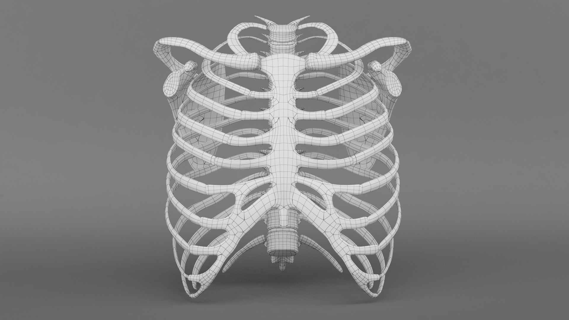 3d model ribcage complete