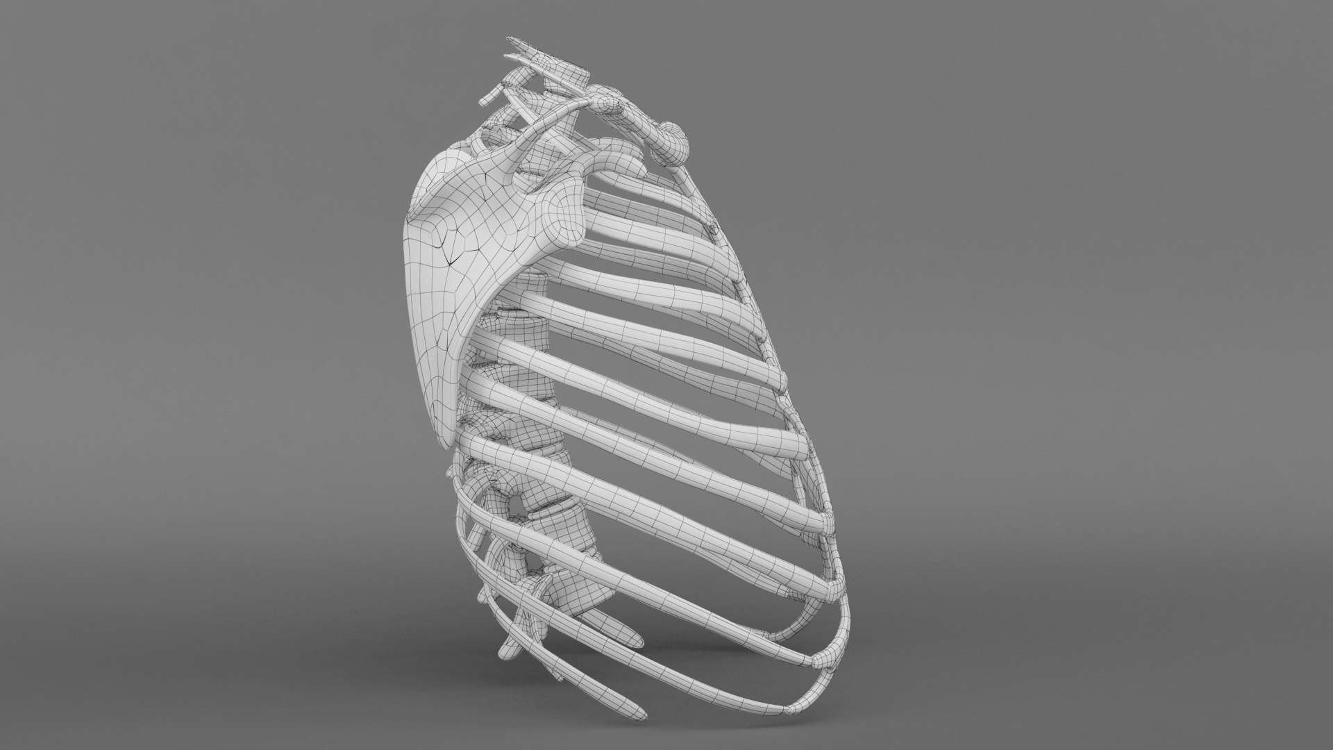 3d model ribcage complete