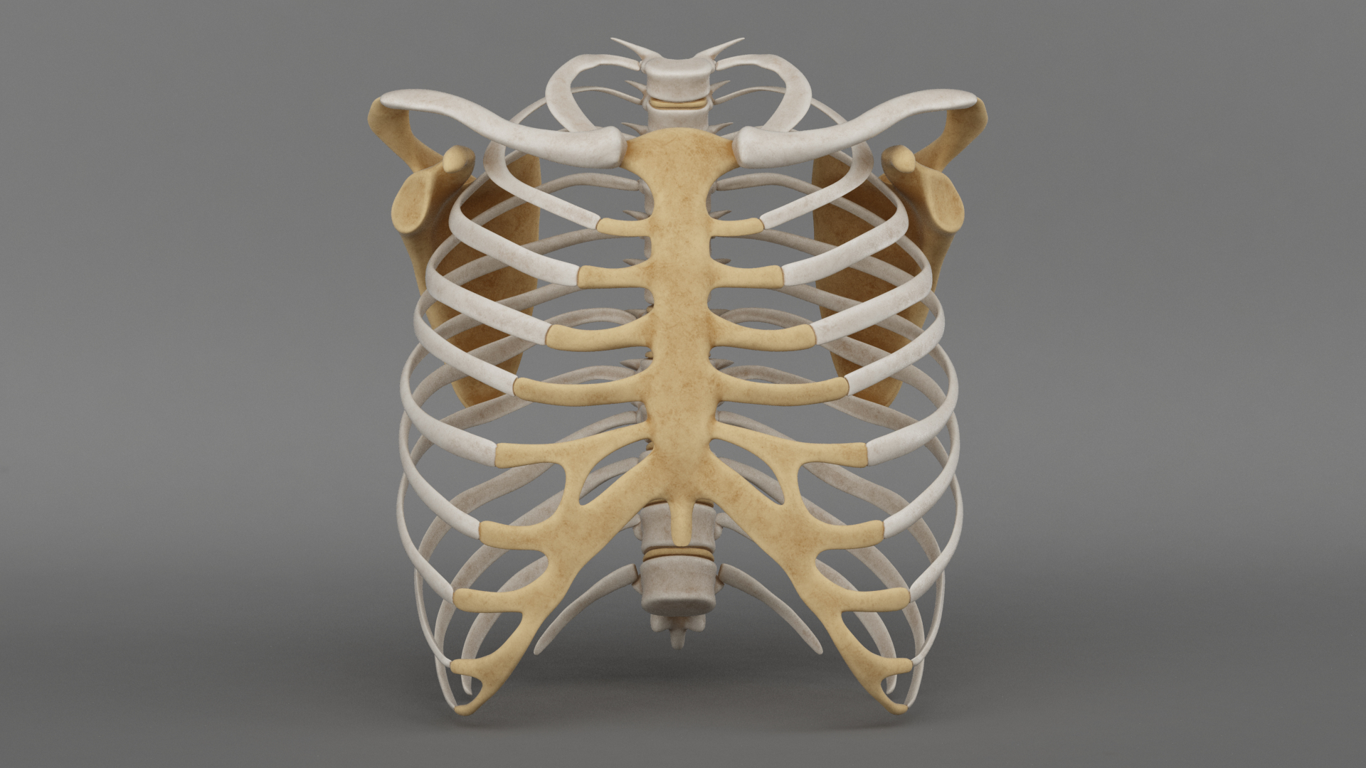3d model ribcage complete