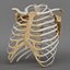 3d model ribcage complete