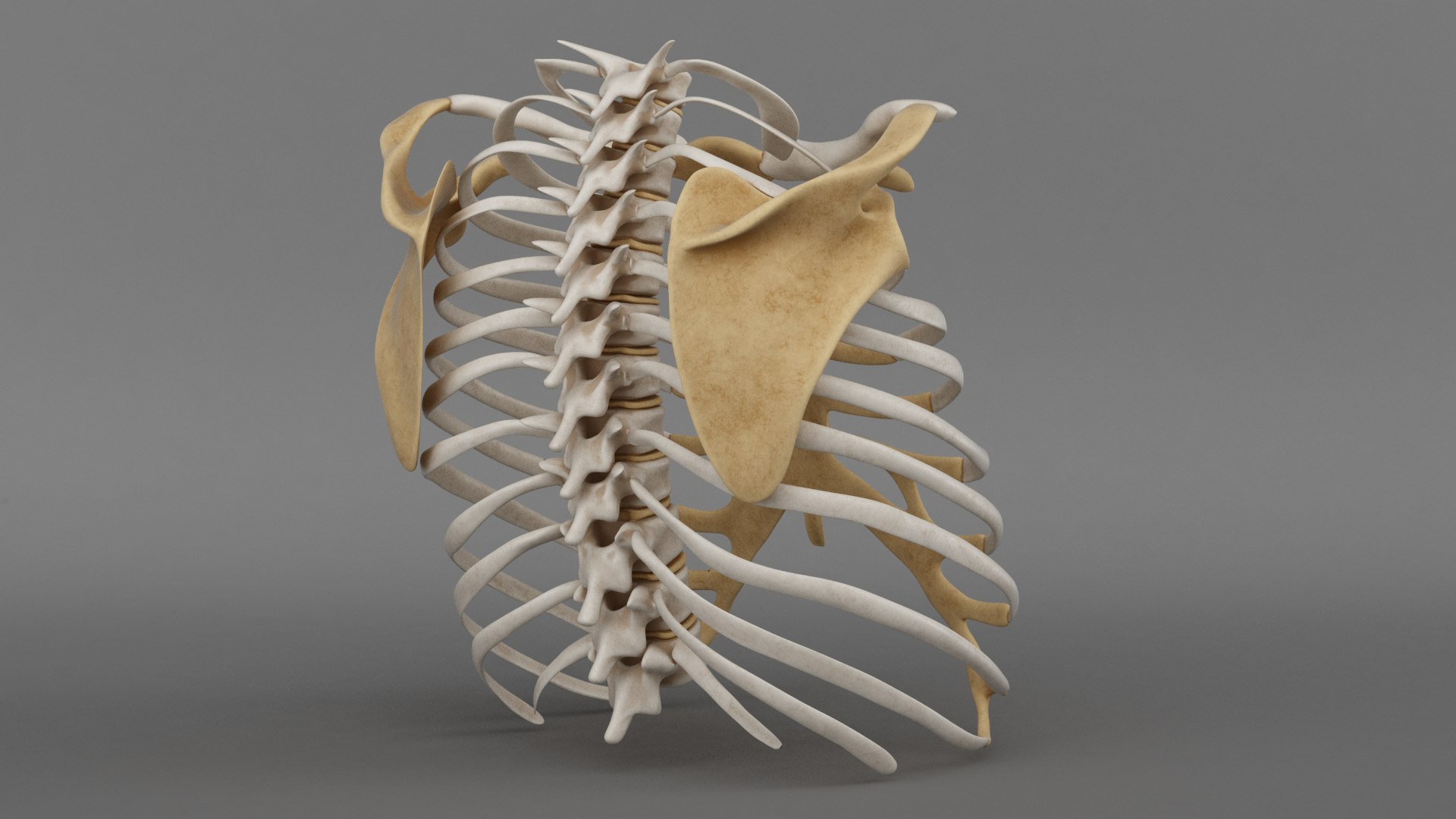 3d model ribcage complete