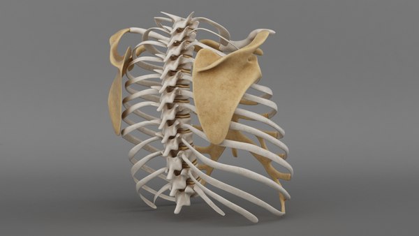3d model ribcage complete