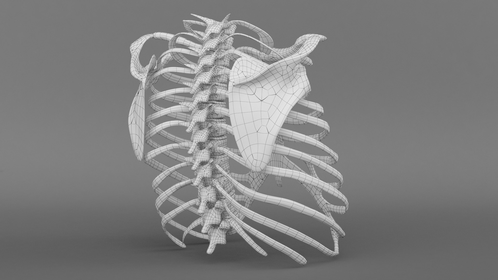 3d model ribcage complete