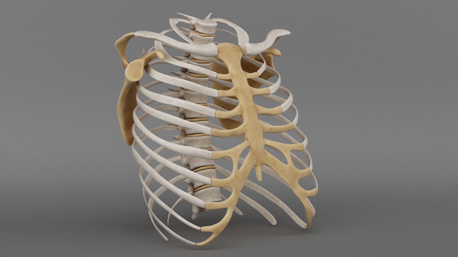 3d model ribcage complete
