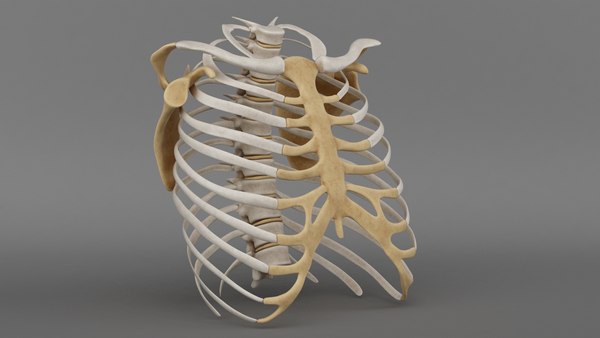 3d model ribcage complete