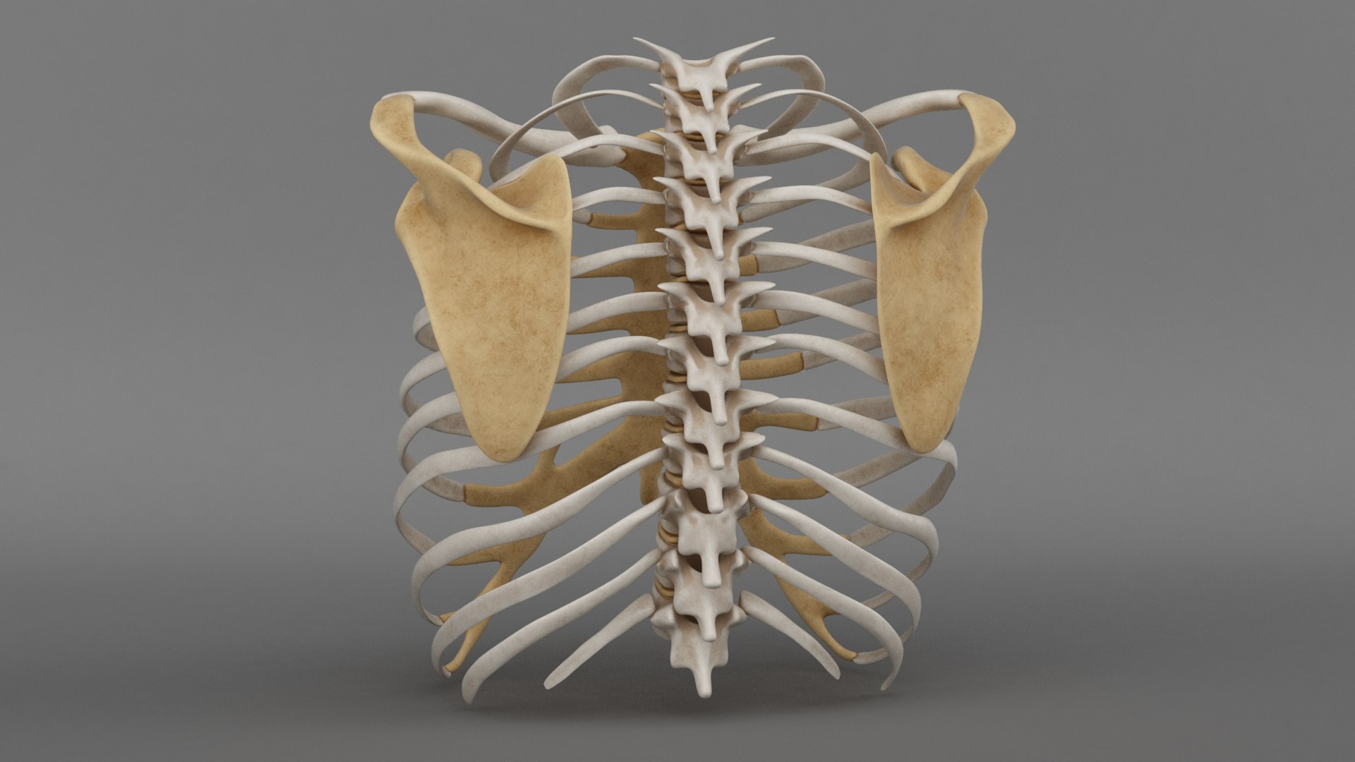 3d model ribcage complete