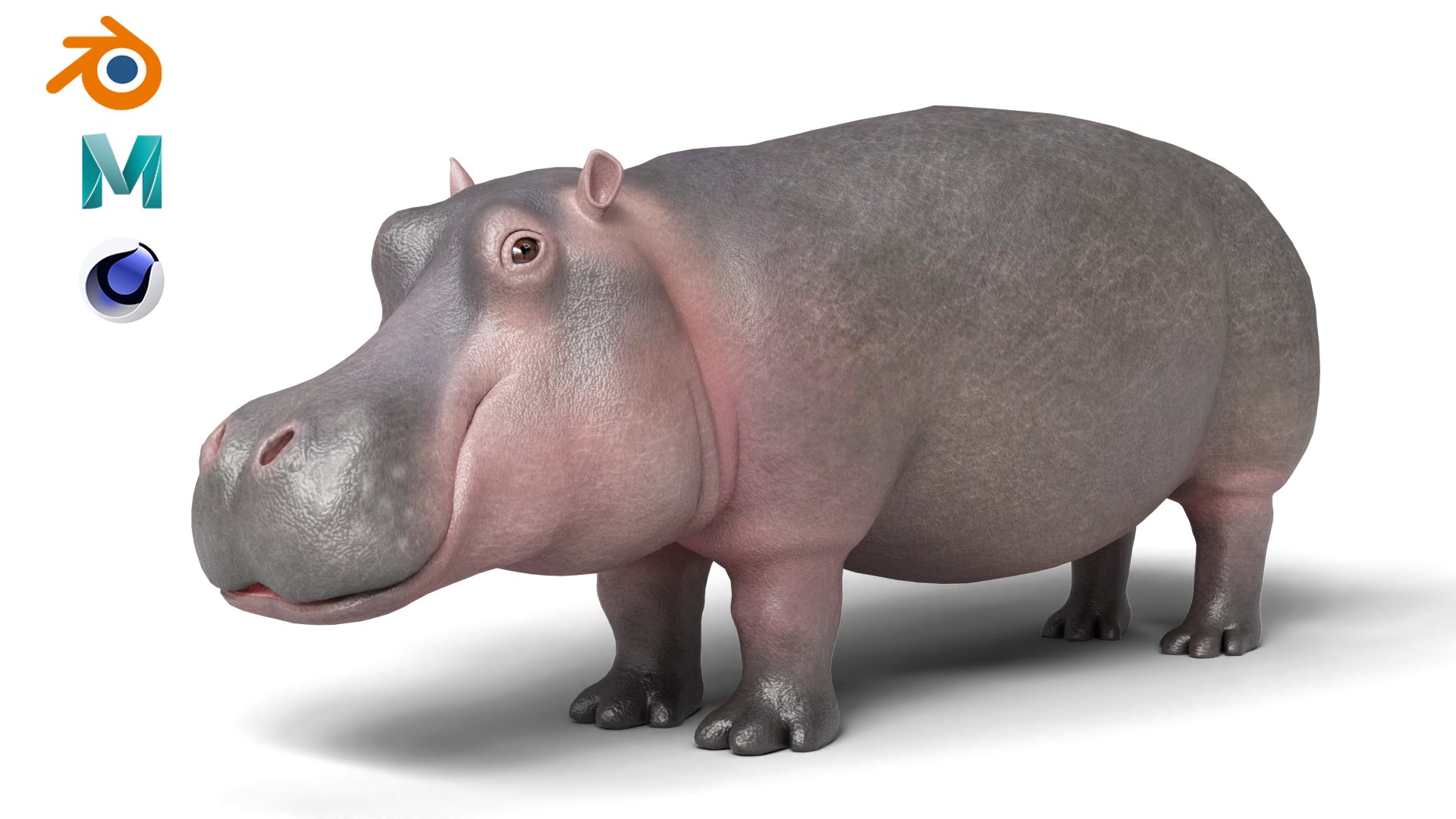3D Hippopotamus Rigged - TurboSquid 1956882