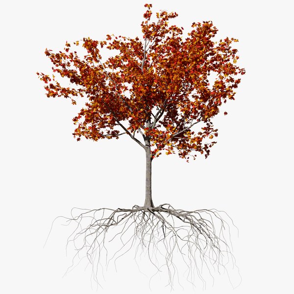 Maple Tree Blender Models for Download | TurboSquid