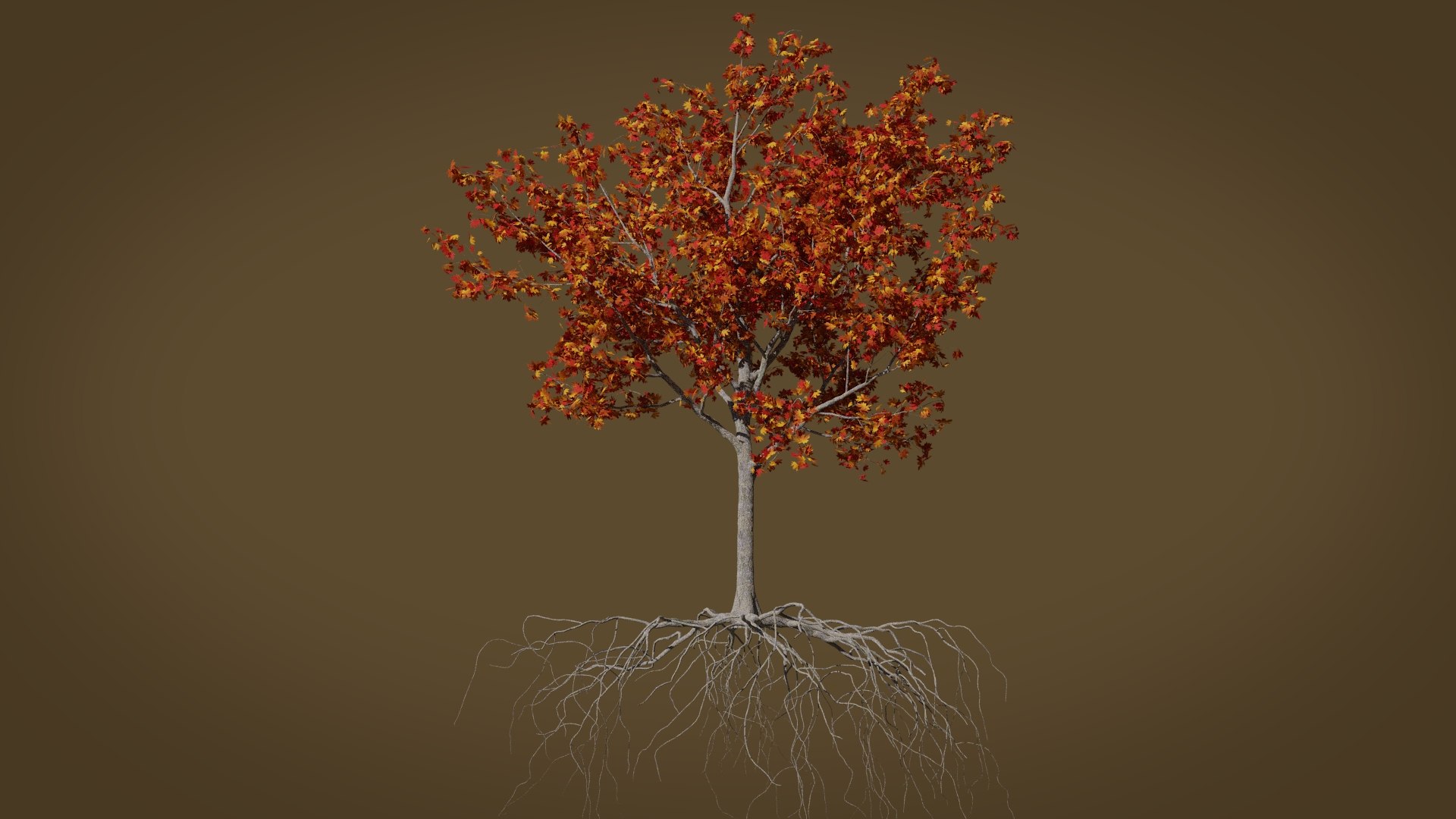3D maple autumn 3 tree bark model - TurboSquid 1472194