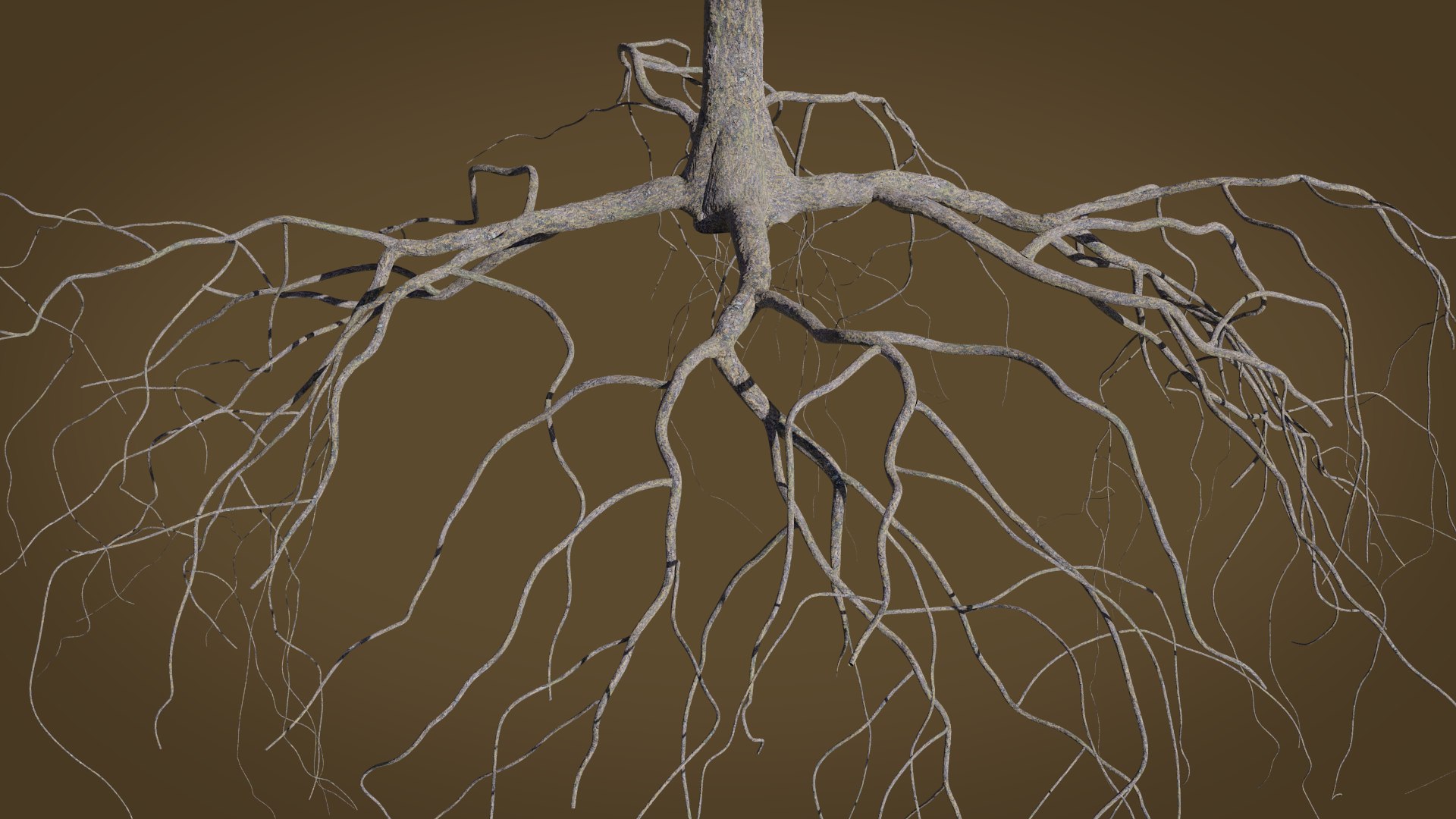 3D maple autumn 3 tree bark model - TurboSquid 1472194
