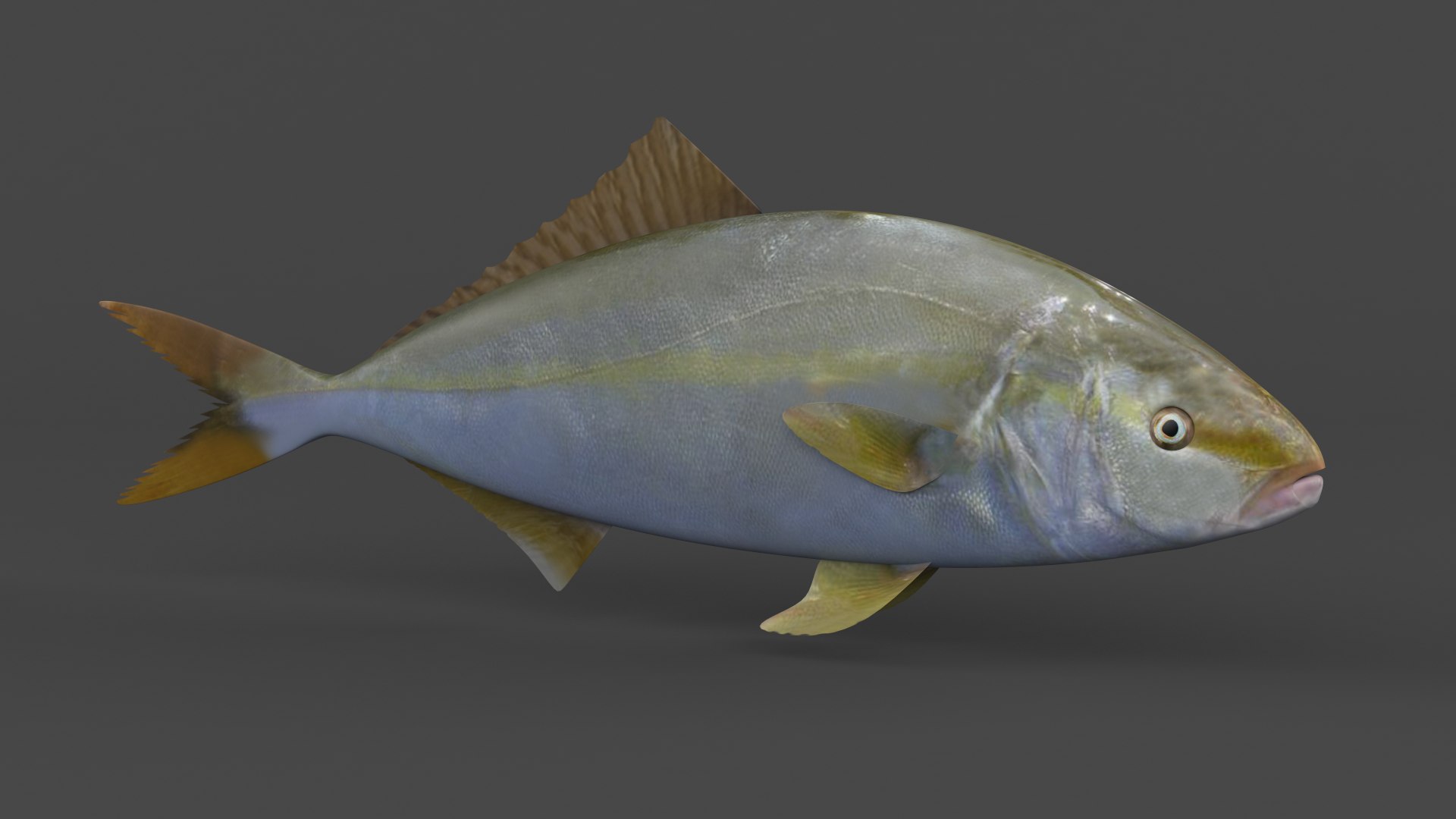 3D Amberjack Fish Model - TurboSquid 2042045