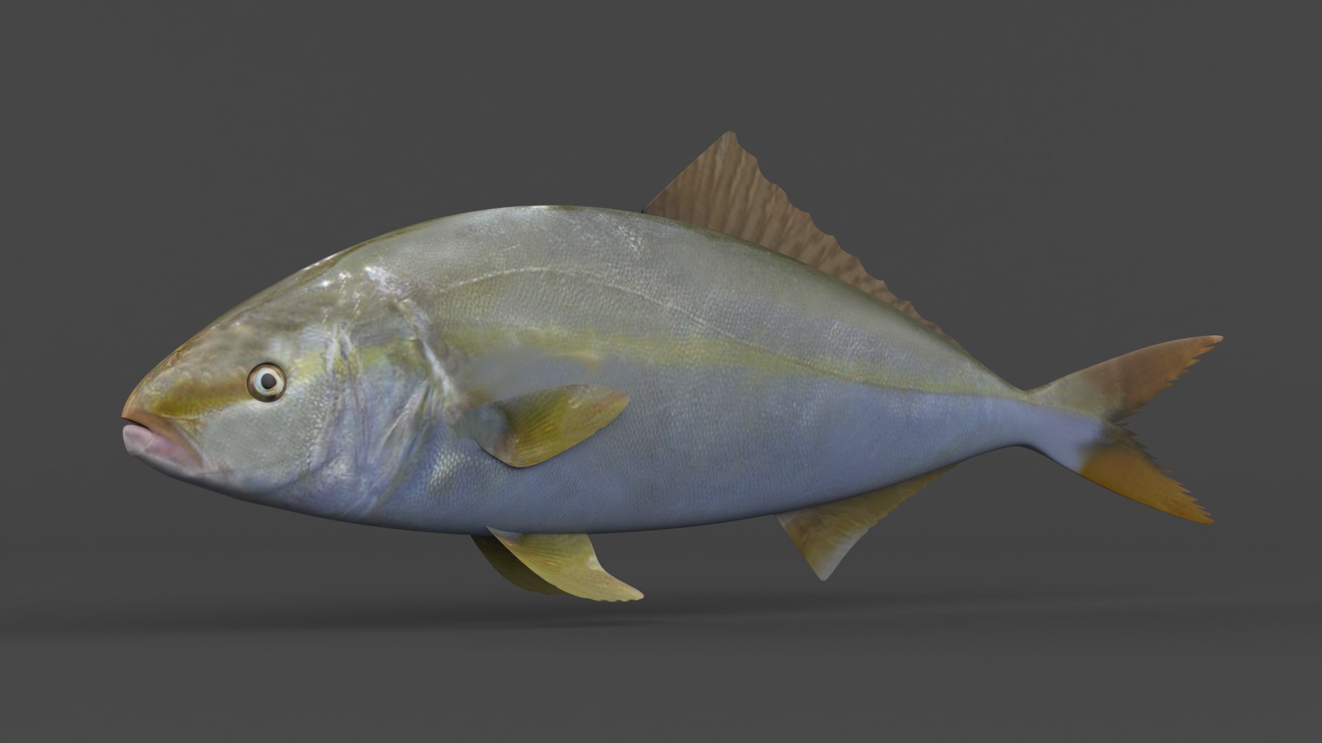 3D Amberjack Fish Model - TurboSquid 2042045