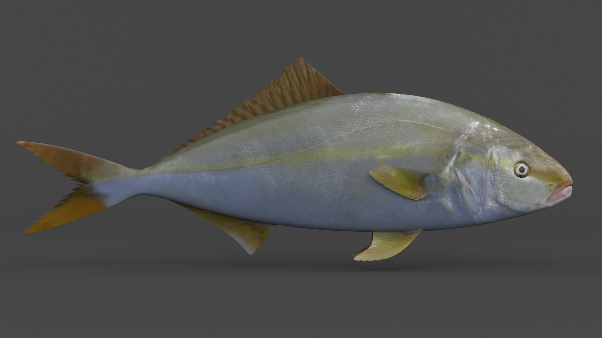 3D Amberjack Fish Model - TurboSquid 2042045