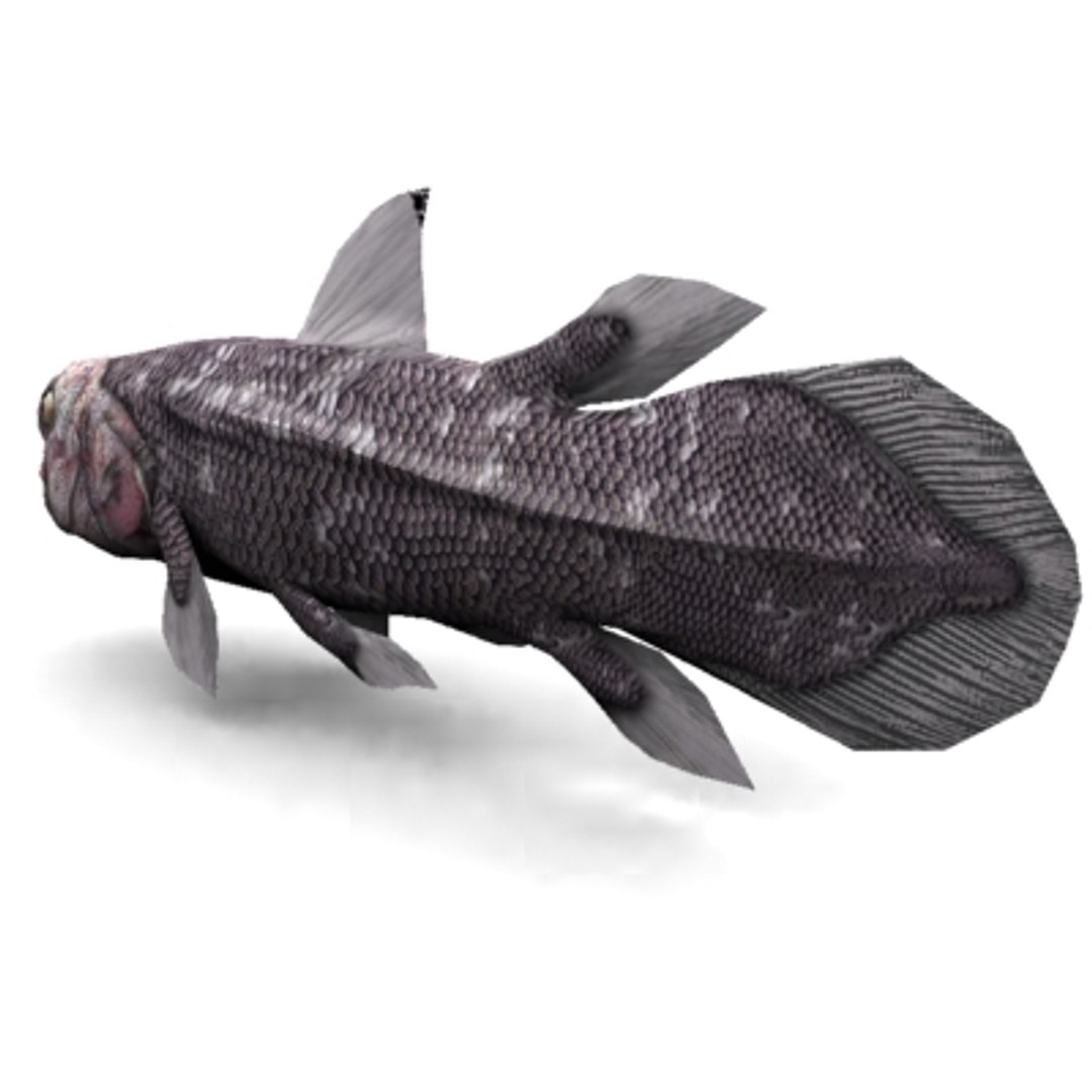 Coelacanth Animation 3d Model