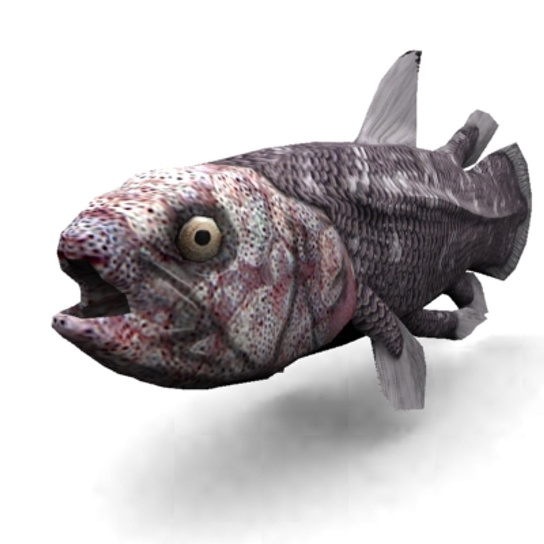 Coelacanth Animation 3d Model