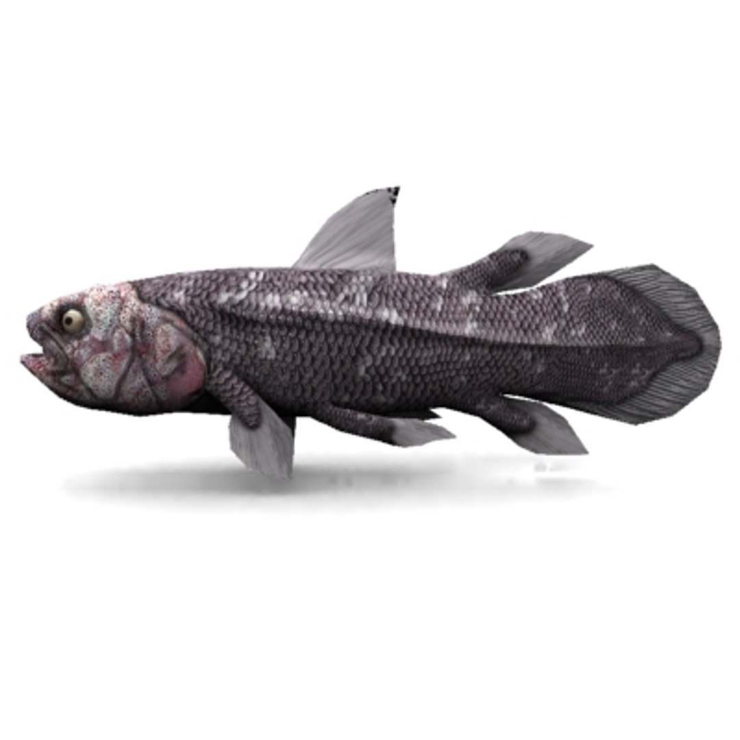 Coelacanth Animation 3d Model