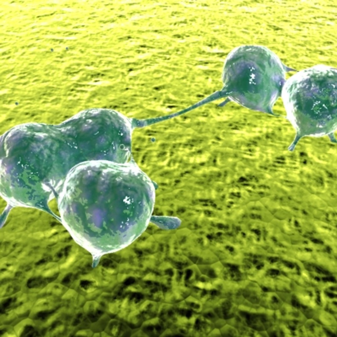 3d Mold Cells Model