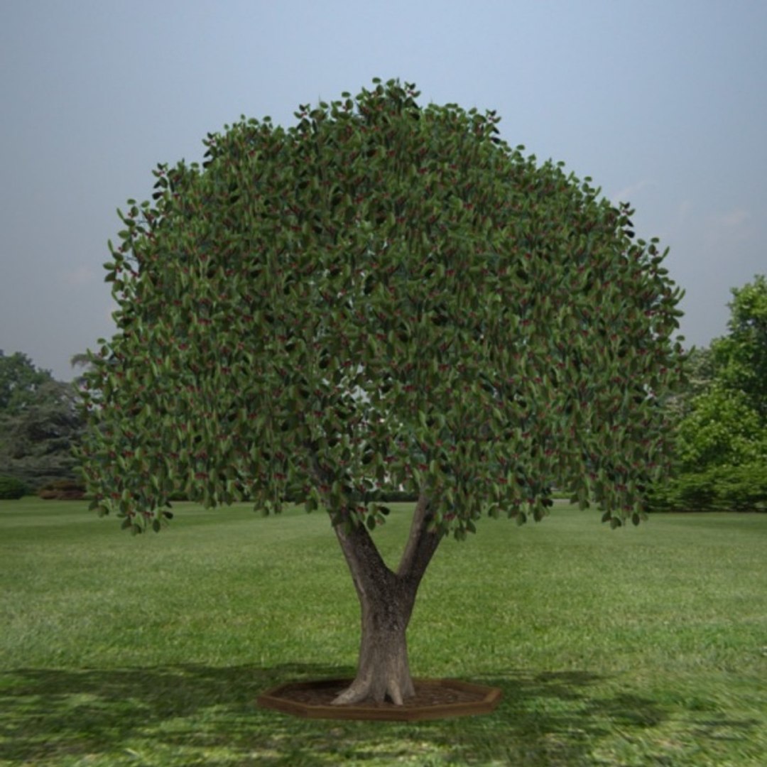 3d model cherry tree pl