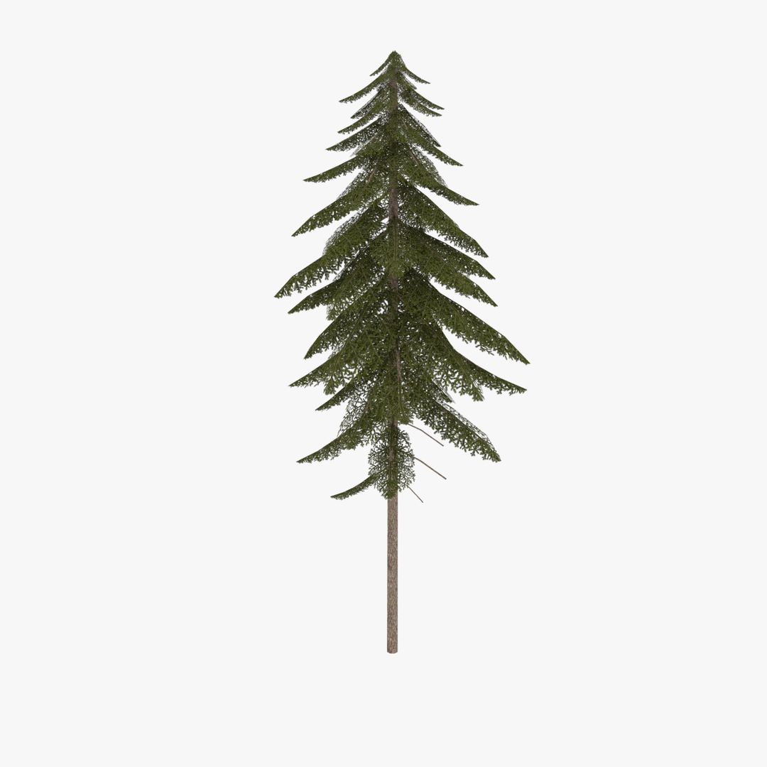3d pine tree