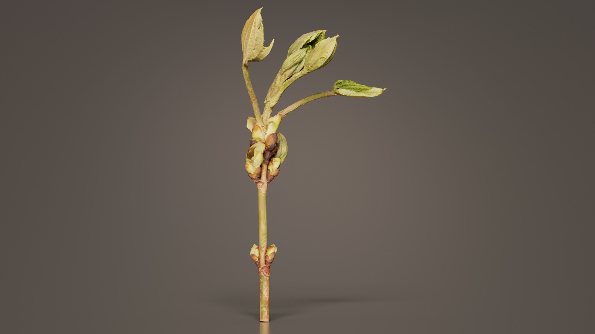 3D Aesculus Hippocastanum Common Horse Chestnut Sapindaceae Sprout 2 ...