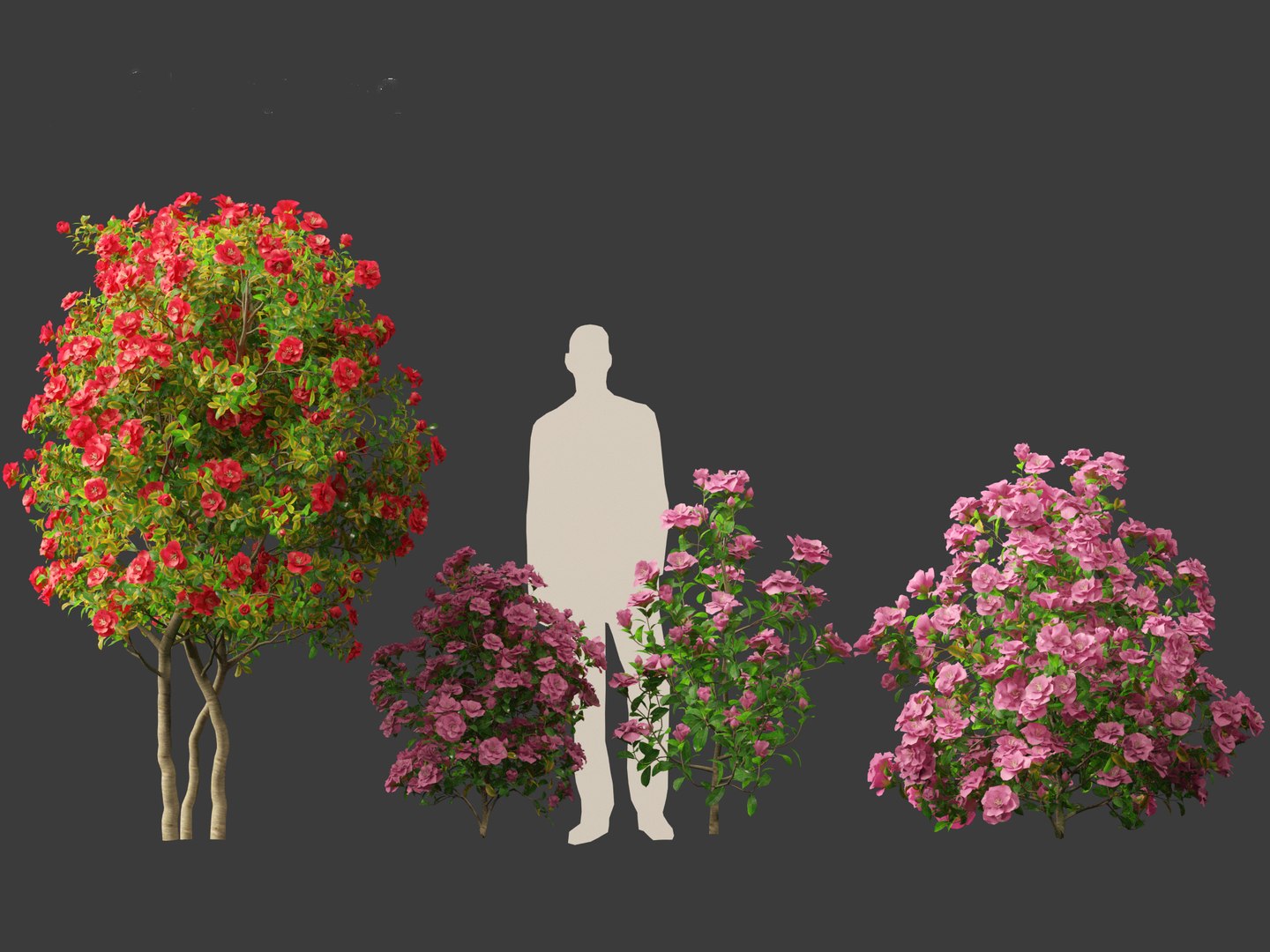 Camellia Japonica - Japanese Camellia 02 3D Model - TurboSquid 2166755