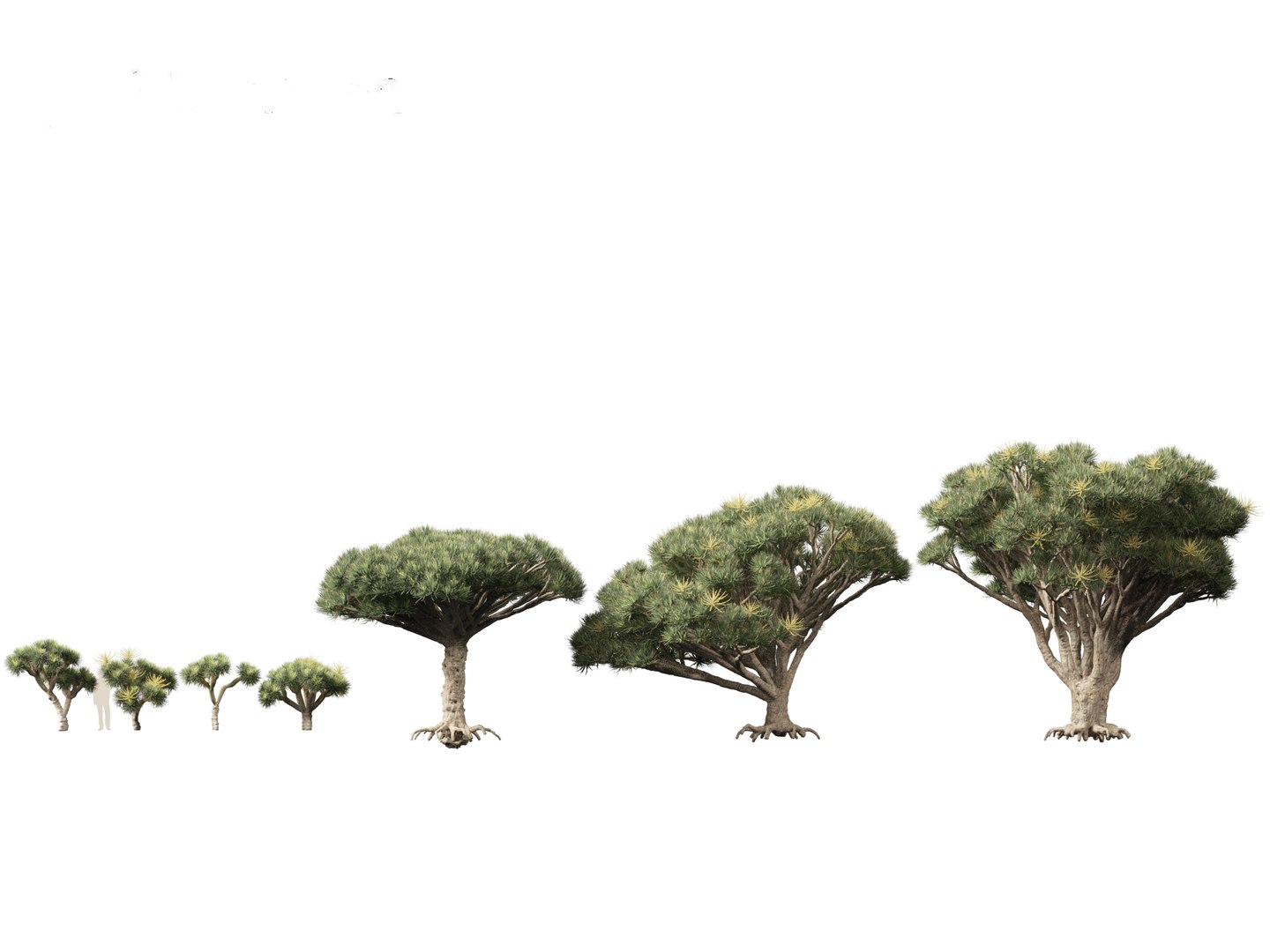 3D Dracaena Draco - Dragon Tree - TurboSquid 2122901