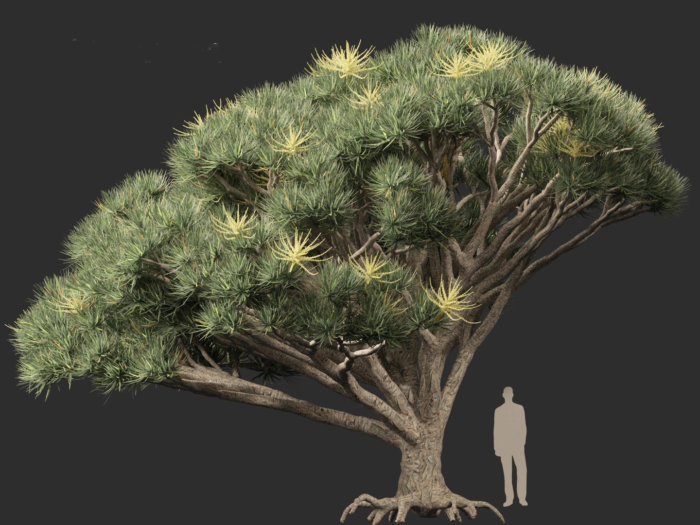 3D Dracaena Draco - Dragon Tree - TurboSquid 2122901