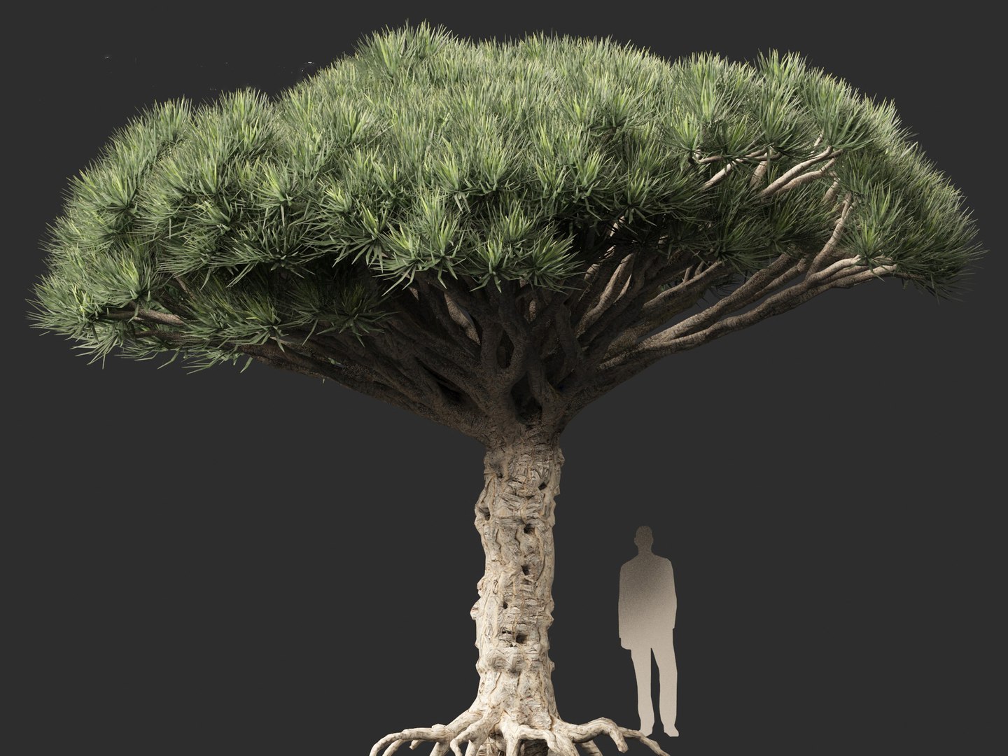 3D Dracaena Draco - Dragon Tree - TurboSquid 2122901