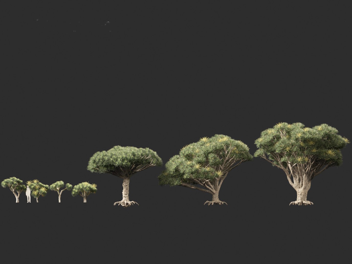 3D Dracaena Draco - Dragon Tree - TurboSquid 2122901