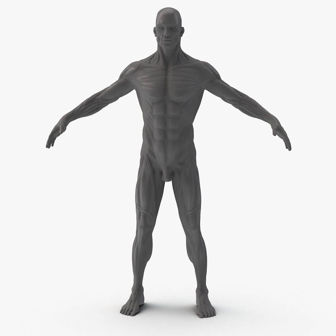 3d Model Muscular Human