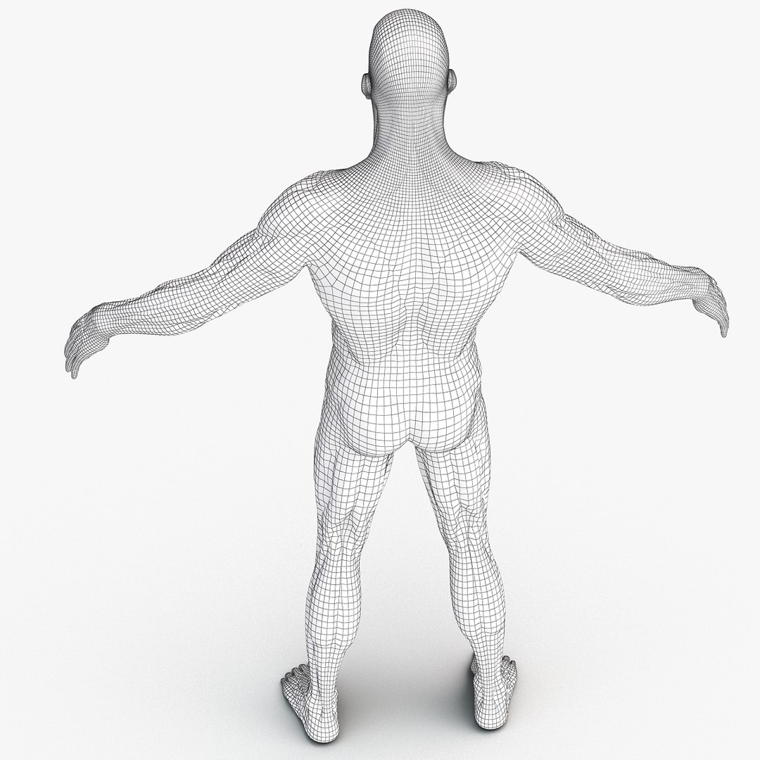3d Model Muscular Human