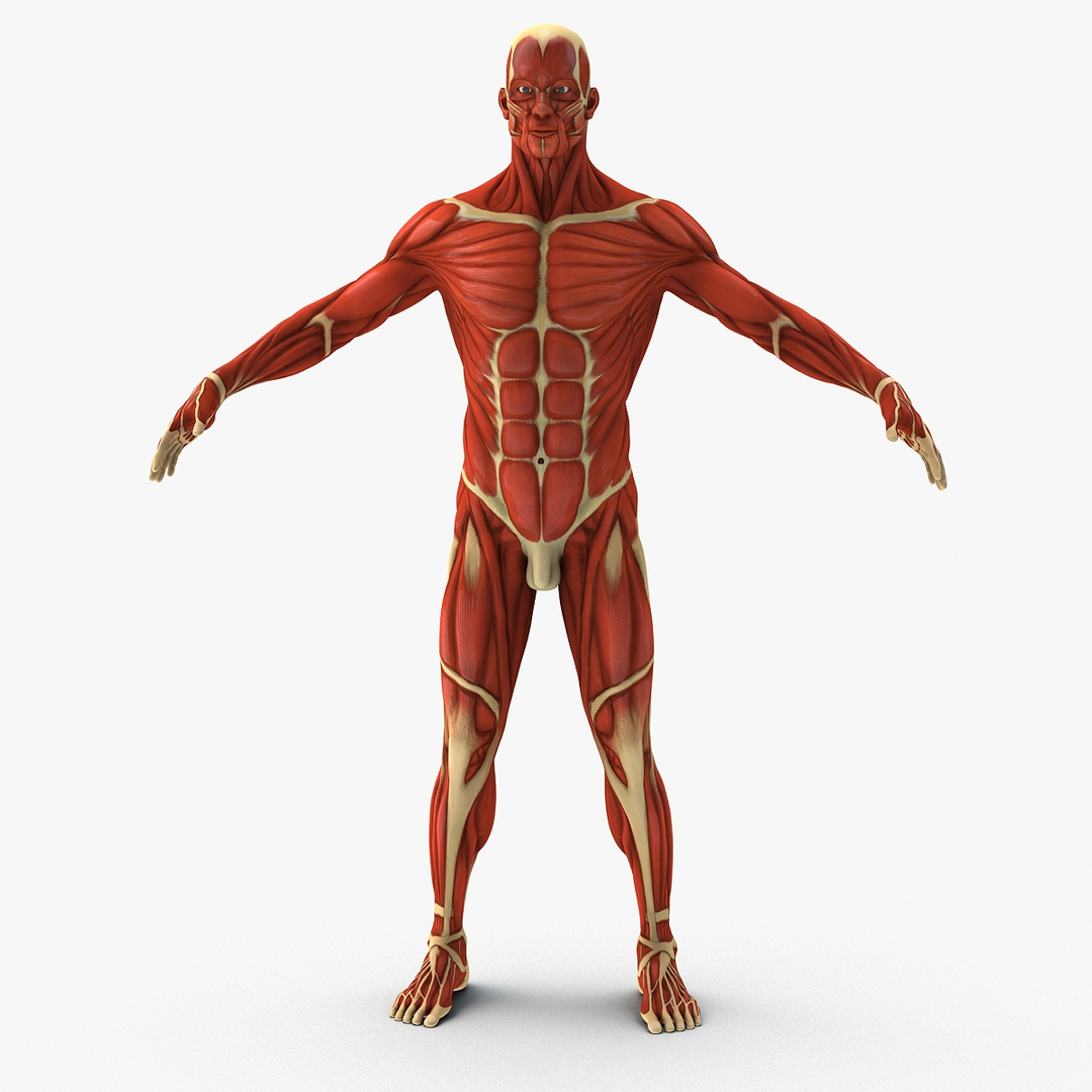 3d Model Muscular Human
