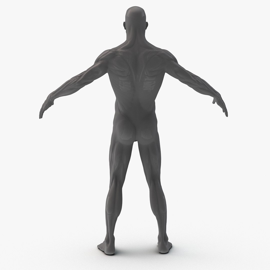 3d Model Muscular Human
