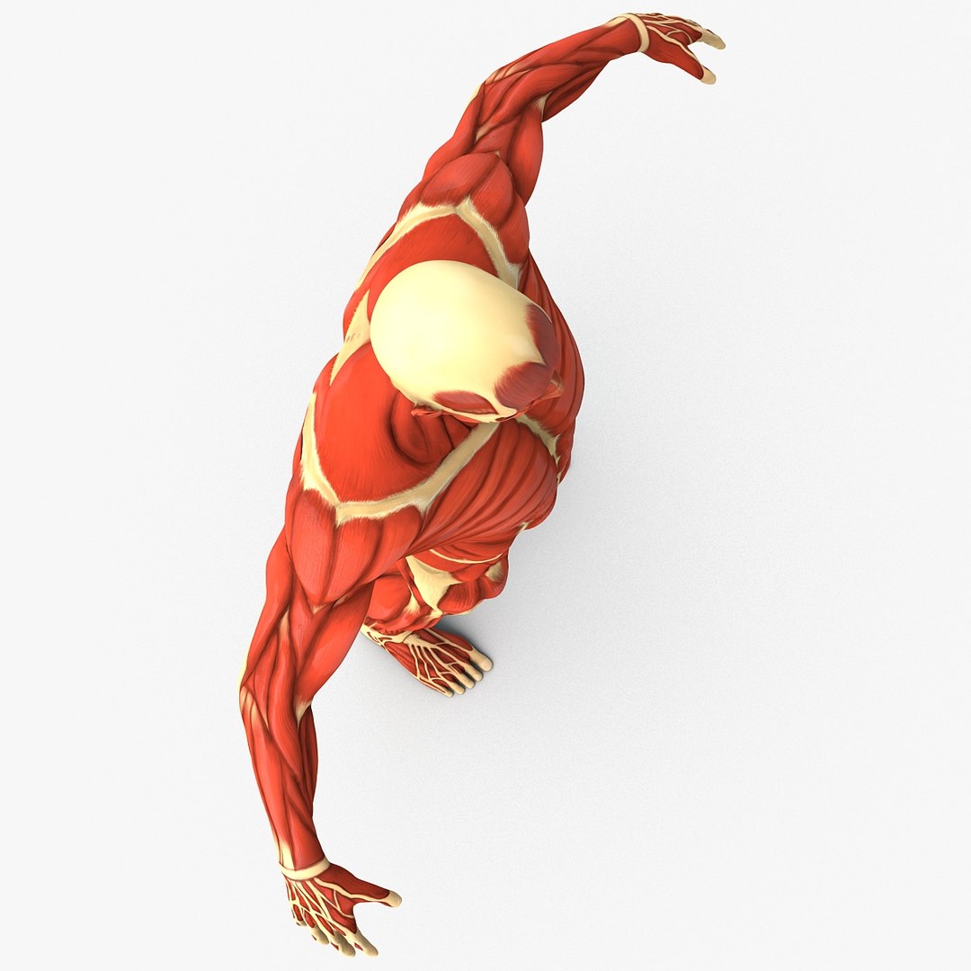 3d Model Muscular Human