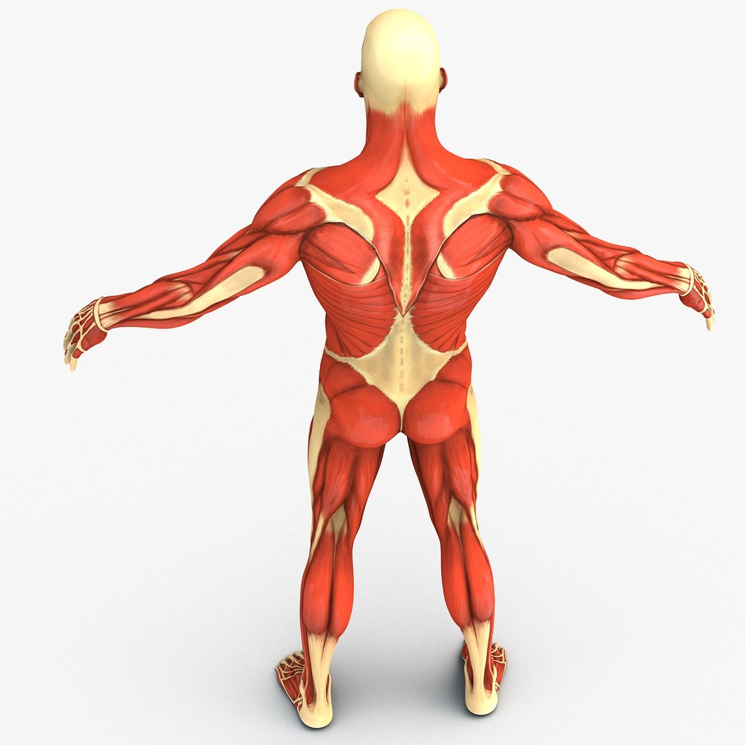 3d Model Muscular Human