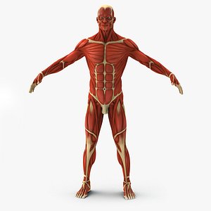 Muscular System 3D Models for Download | TurboSquid