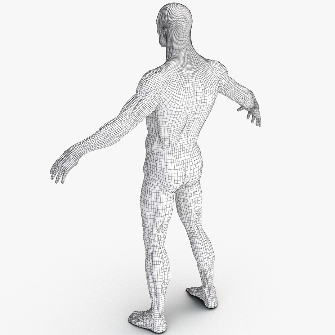 3d Model Muscular Human