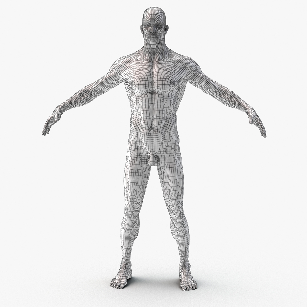 3d model muscular human