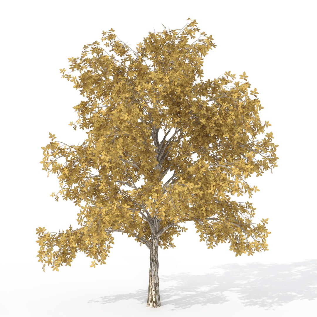 Autumn Library Trees Plant 3d Model