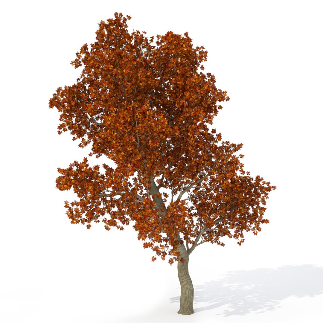 Autumn Library Trees Plant 3d Model