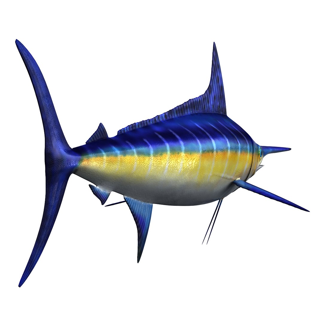 3ds Max Marlin Fish