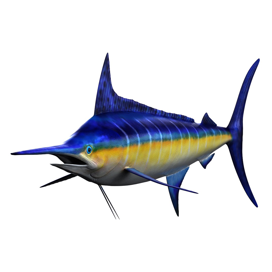 3ds max marlin fish