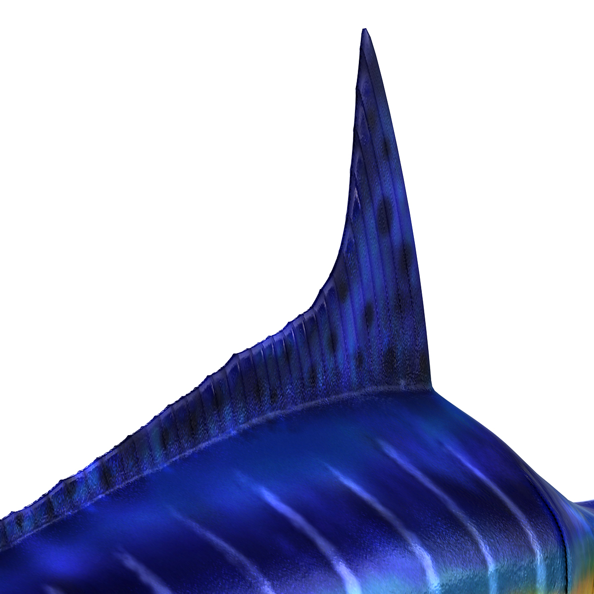 3ds max marlin fish