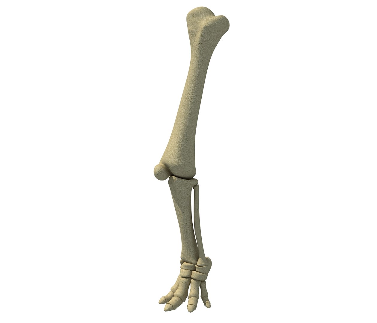 3D Animal Leg Model - TurboSquid 1177883