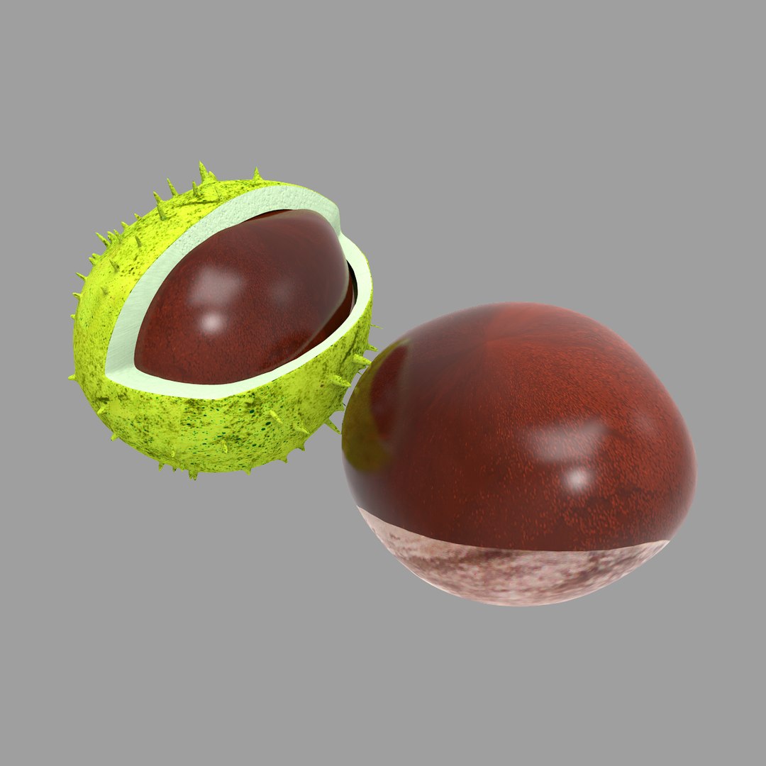 chestnut modelled 3d model