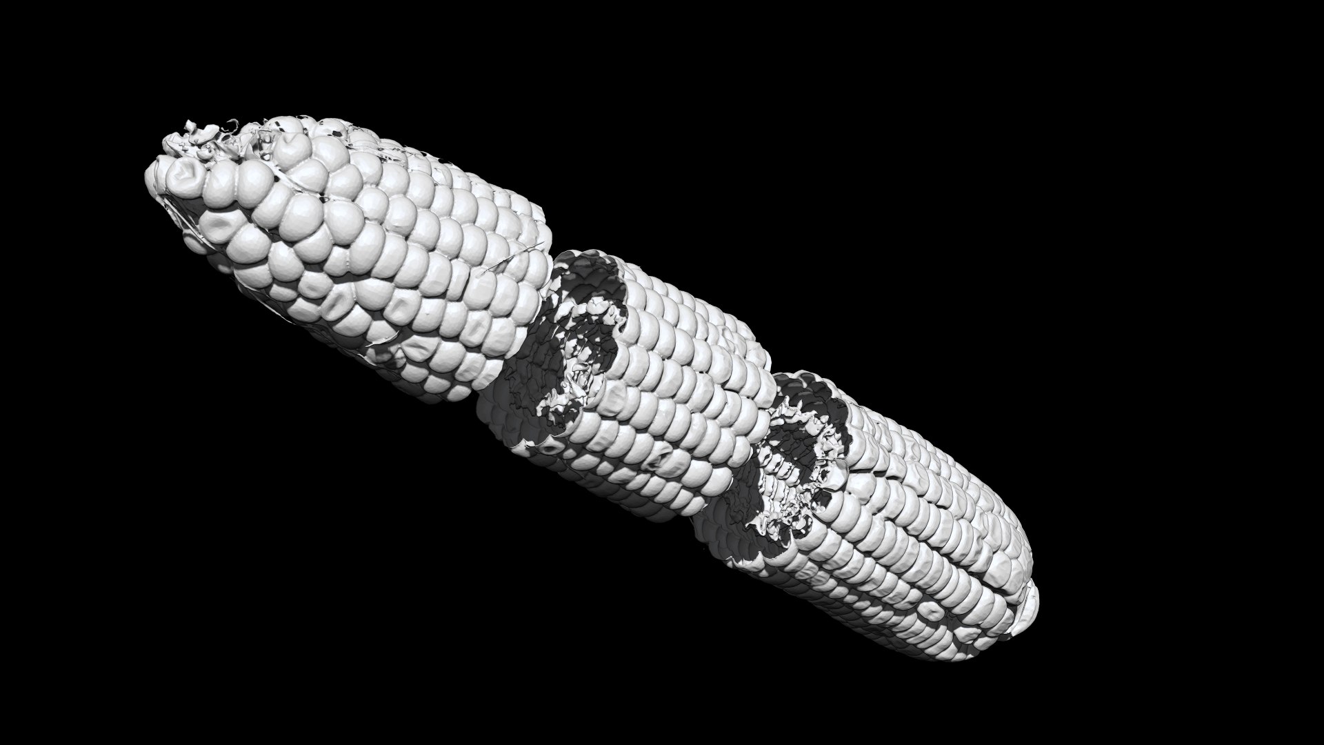 Corn 3D CT Scan Model Cut2 Decimate 30 Percent 3D - TurboSquid 1945223