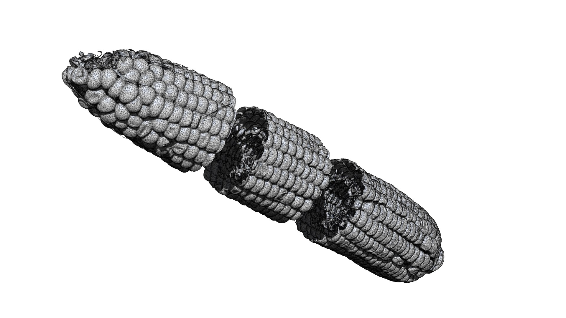 Corn 3D CT Scan Model Cut2 Decimate 30 Percent 3D - TurboSquid 1945223