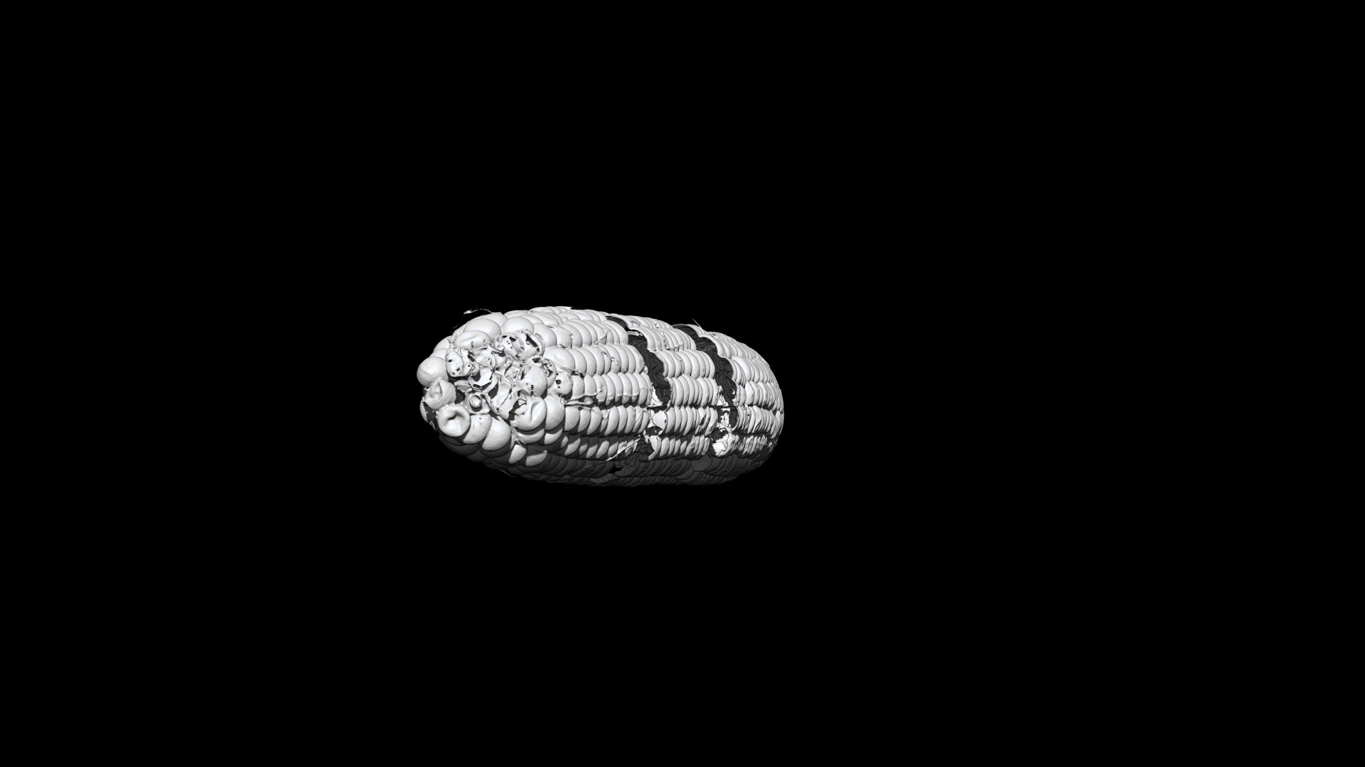 Corn 3D CT Scan Model Cut2 Decimate 30 Percent 3D - TurboSquid 1945223