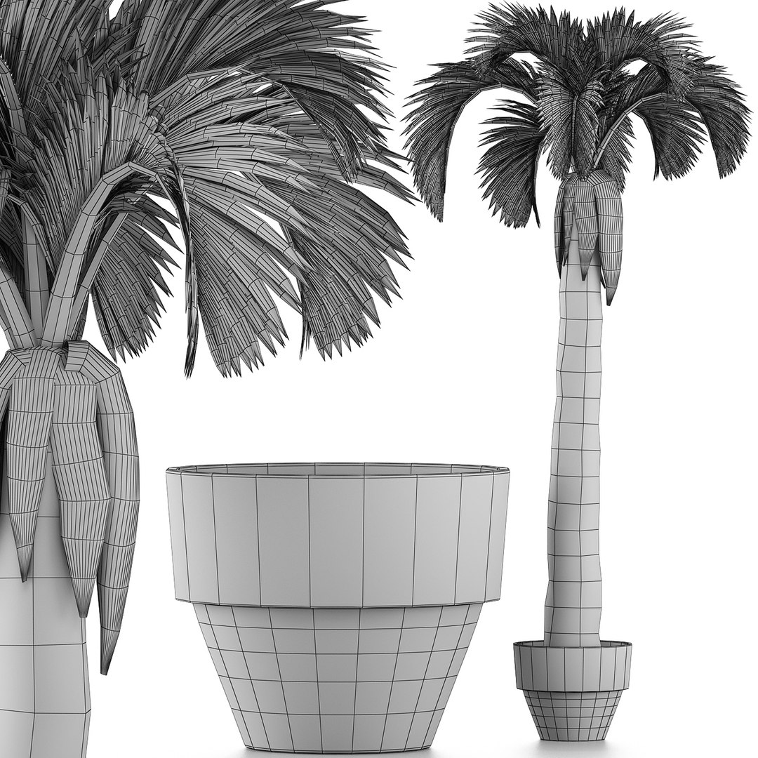 3D Palms Plants Model - TurboSquid 1680757