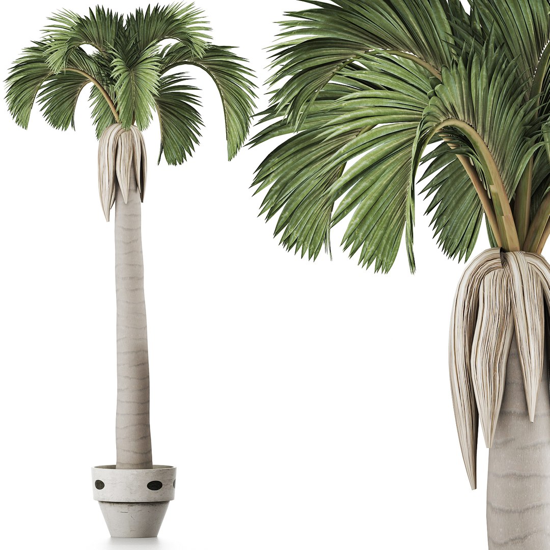 3D Palms Plants Model - TurboSquid 1680757
